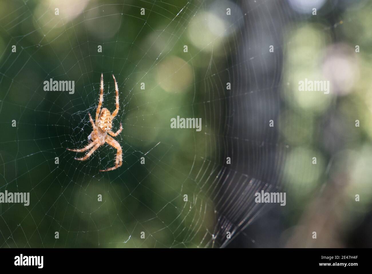 Spider web in the central asian forest Stock Photo - Alamy