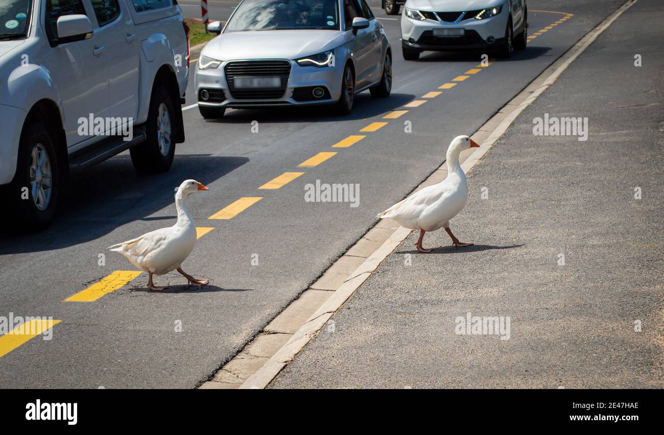 White geese crossing the road Stock Photo - Alamy
