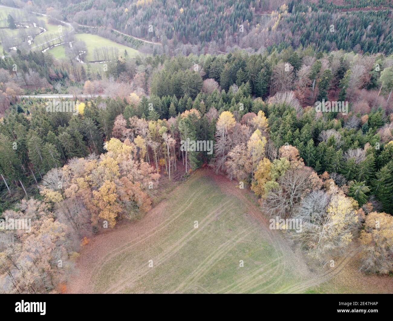 Aerial shot of the preserved pine forest Stock Photo - Alamy