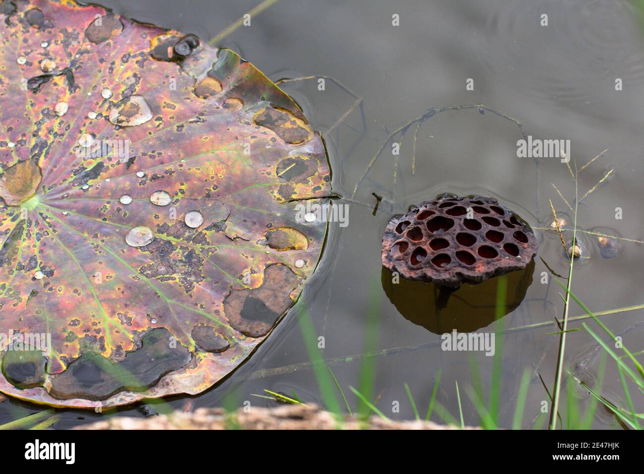 Flower with rotting petals hi-res stock photography and images - Alamy