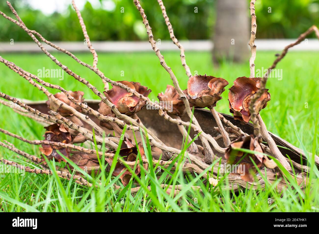 A Dry Coconut Bunch Stock Photo - Alamy