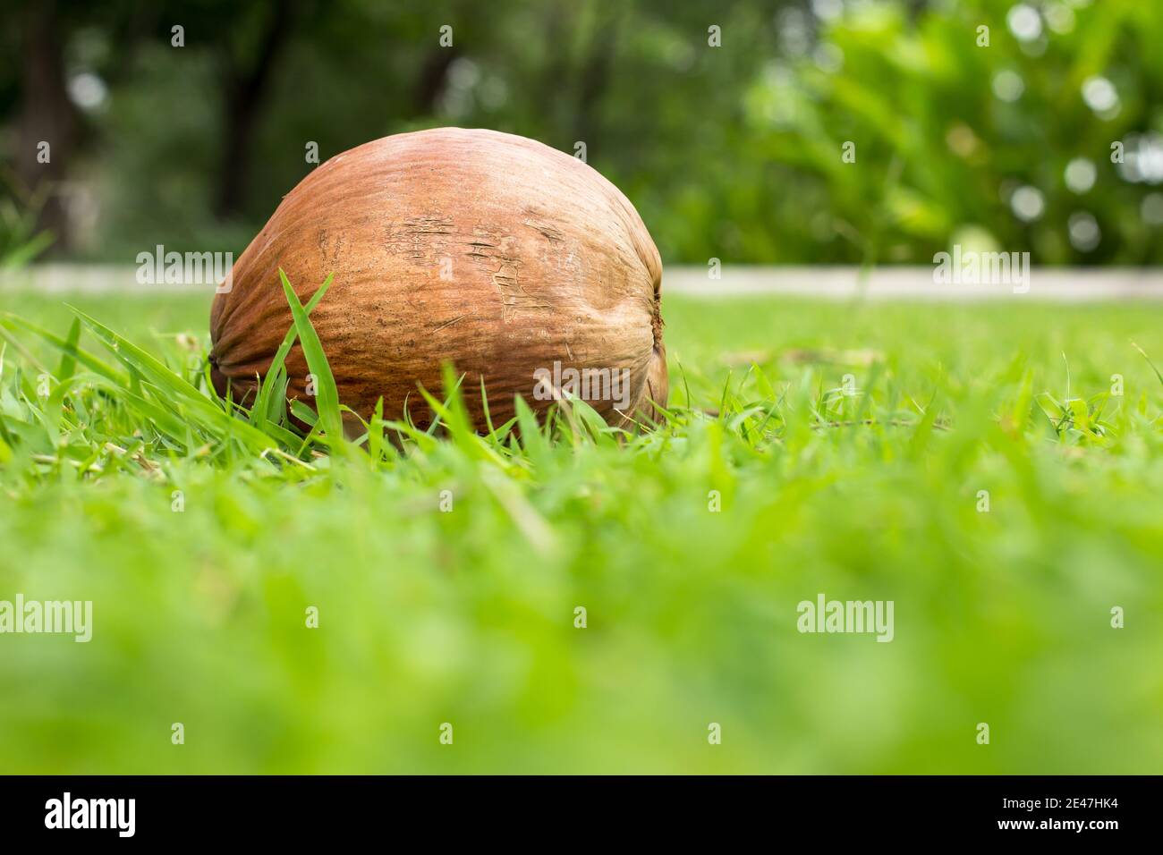 A Brown Coconut On The Fresh Lawn Stock Photo - Alamy