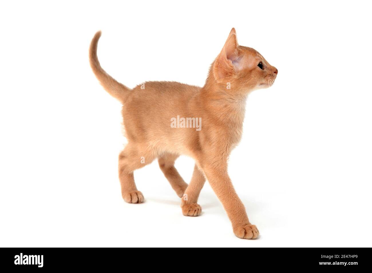 Abyssinian ginger kitten on a white background Stock Photo - Alamy