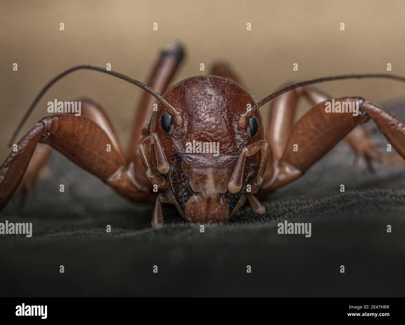 Macro of Jerusalem crickets Stock Photo - Alamy