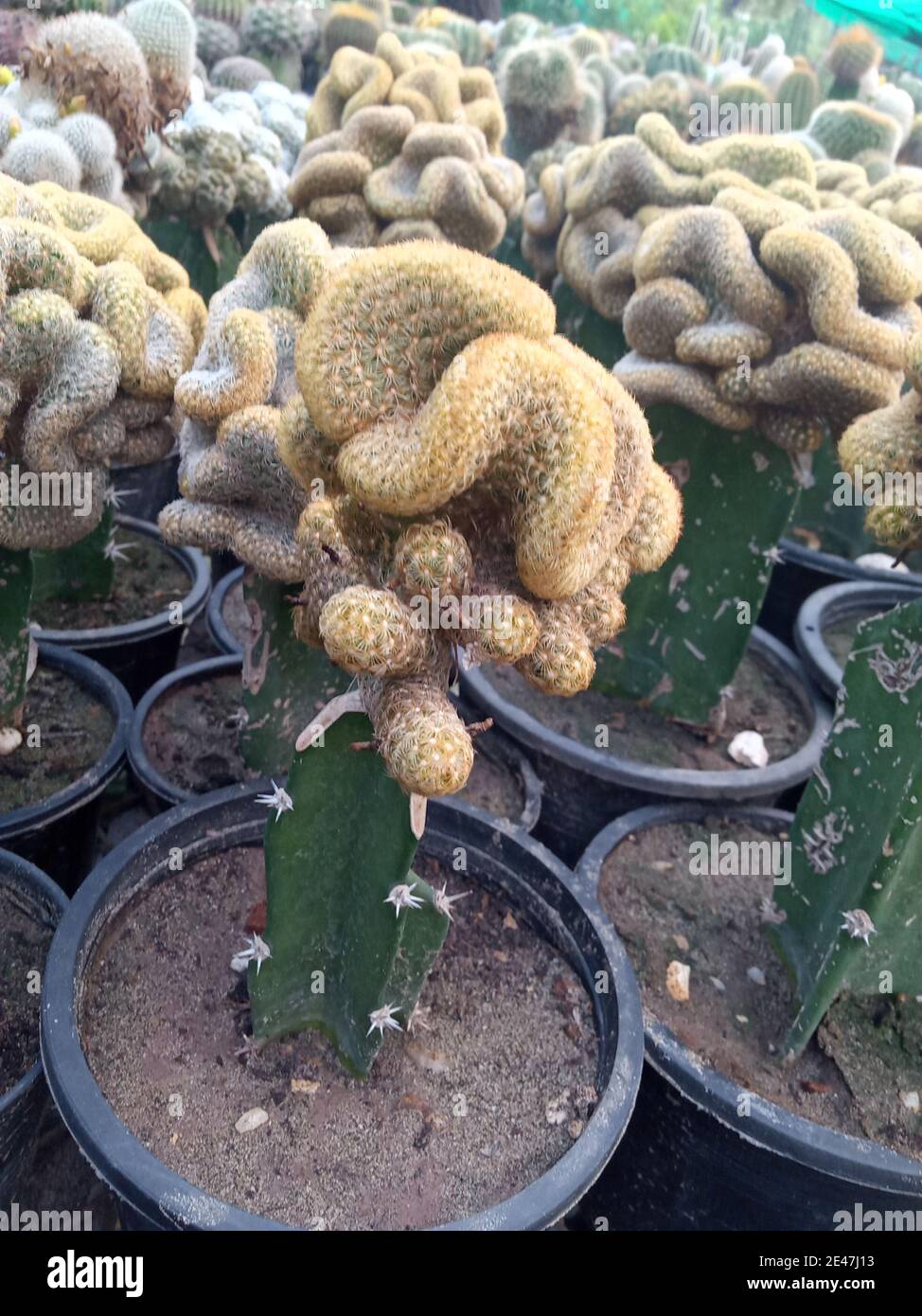 Cereus monstrose hi-res stock photography and images - Alamy