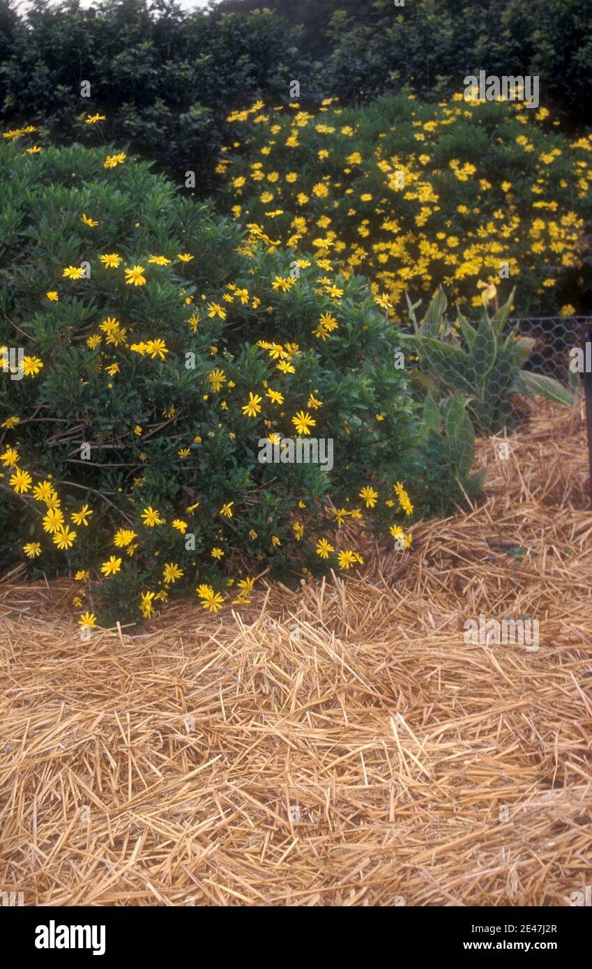 Mulch plants straw hi-res stock photography and images - Alamy