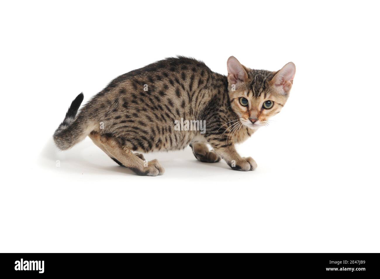 Purebred smooth-haired cat on a white background Stock Photo - Alamy