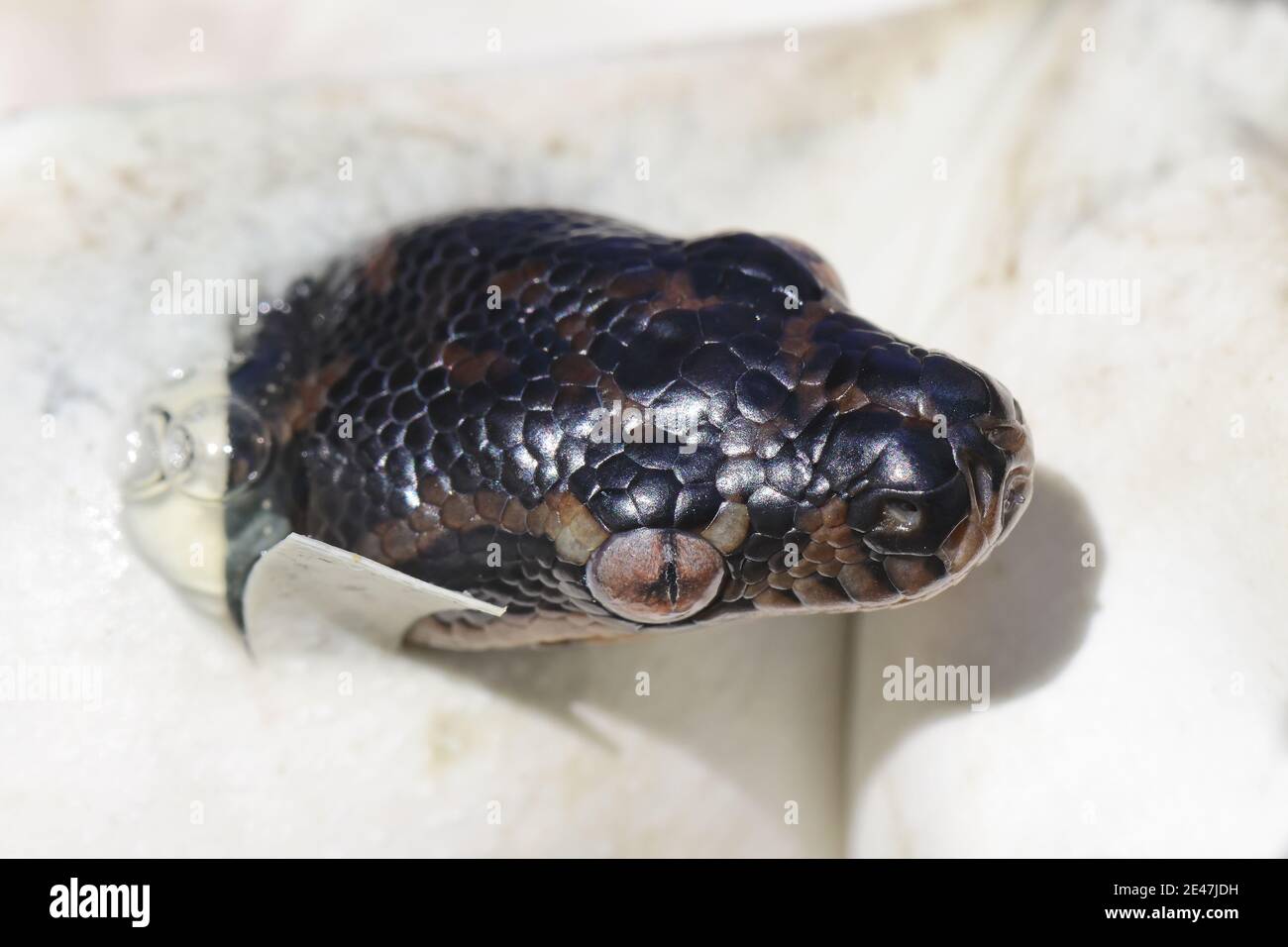 Python egg hi-res stock photography and images - Alamy