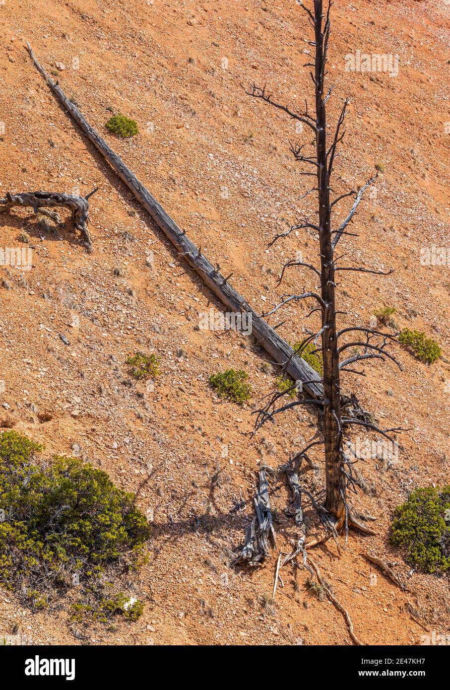 Dead trees, one standing and one fallen on the arid high desert hills ...