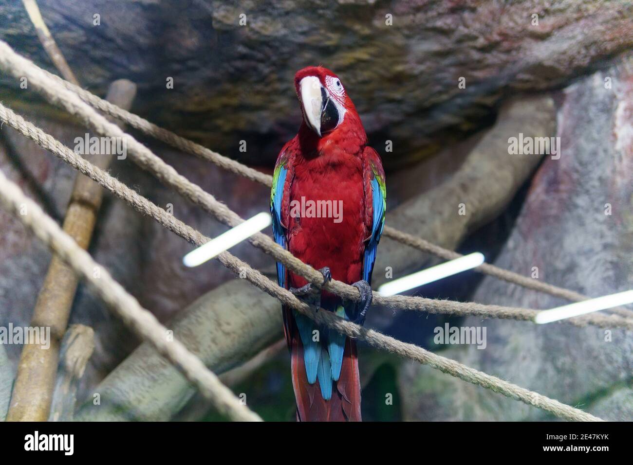 Scarlet macaw ara macao sitting on branch hi-res stock photography and images - Alamy