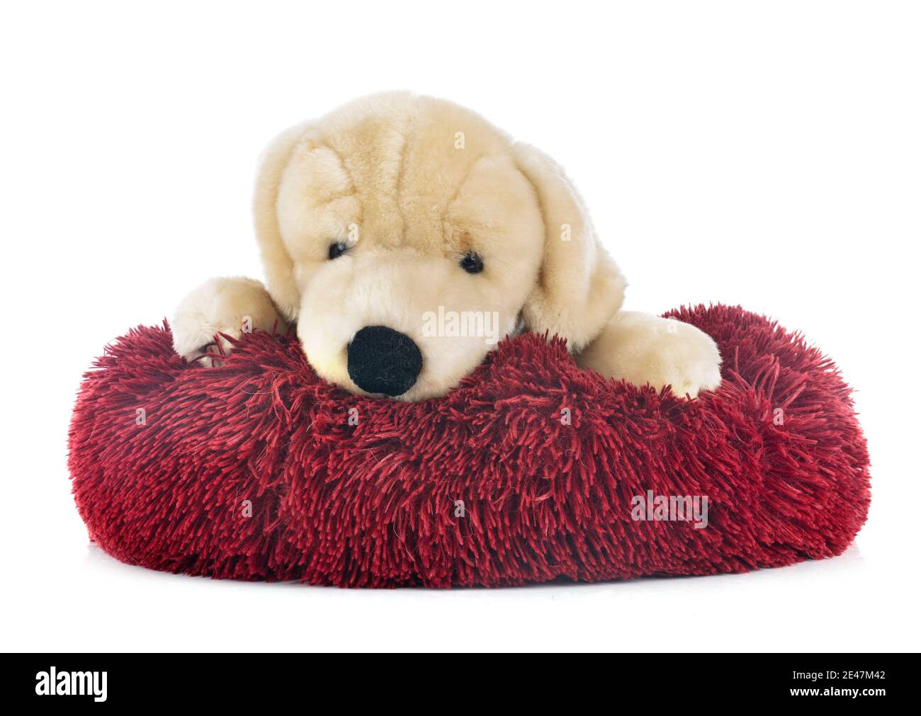 red dog bed in front of white background Stock Photo - Alamy