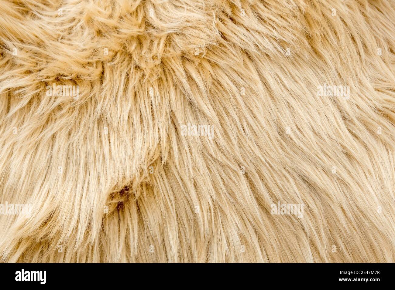 yellow wool texture background. Natural fluffy fur sheep wool skin ...