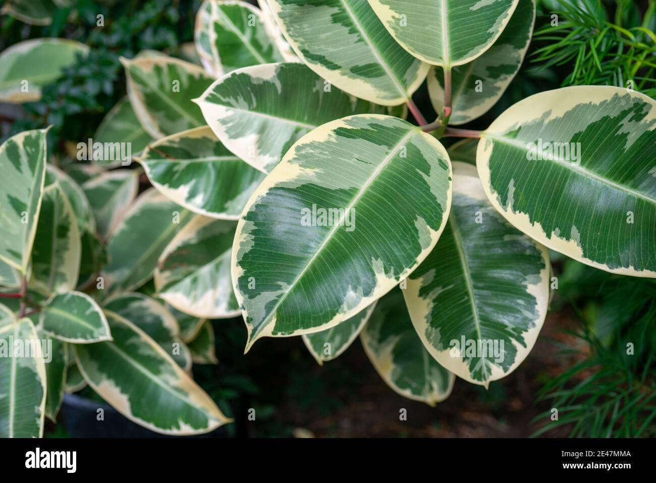 Ficus leaves hi-res stock photography and images - Alamy
