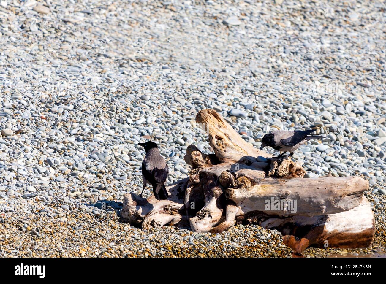 Close up photo of a black and grey crow standing on the log Stock Photo ...