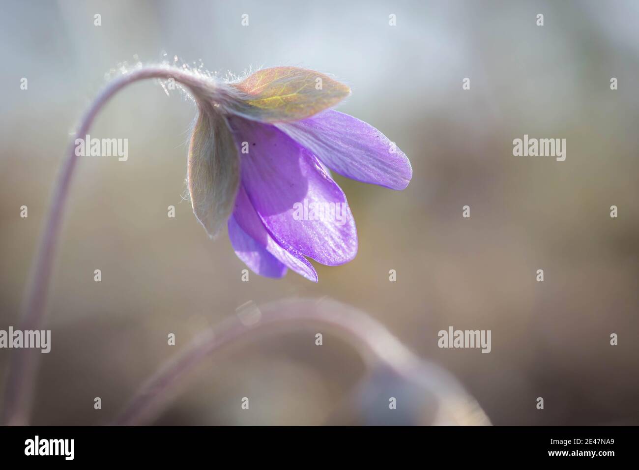 Rear view of a bell violet flower of common hepatica, liverwort ...