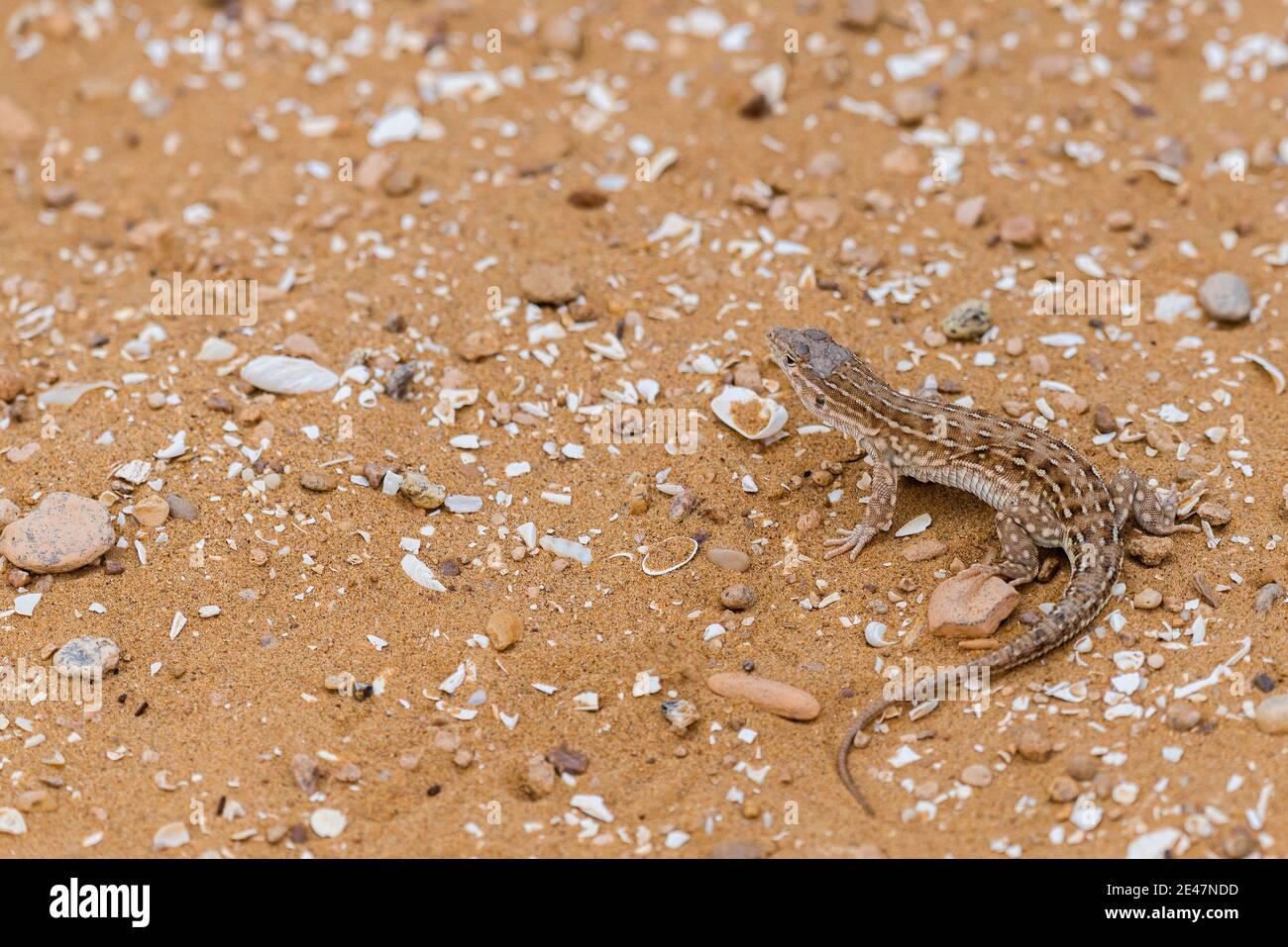 Steppe Runner Lizard or Eremias arguta on sand Stock Photo - Alamy
