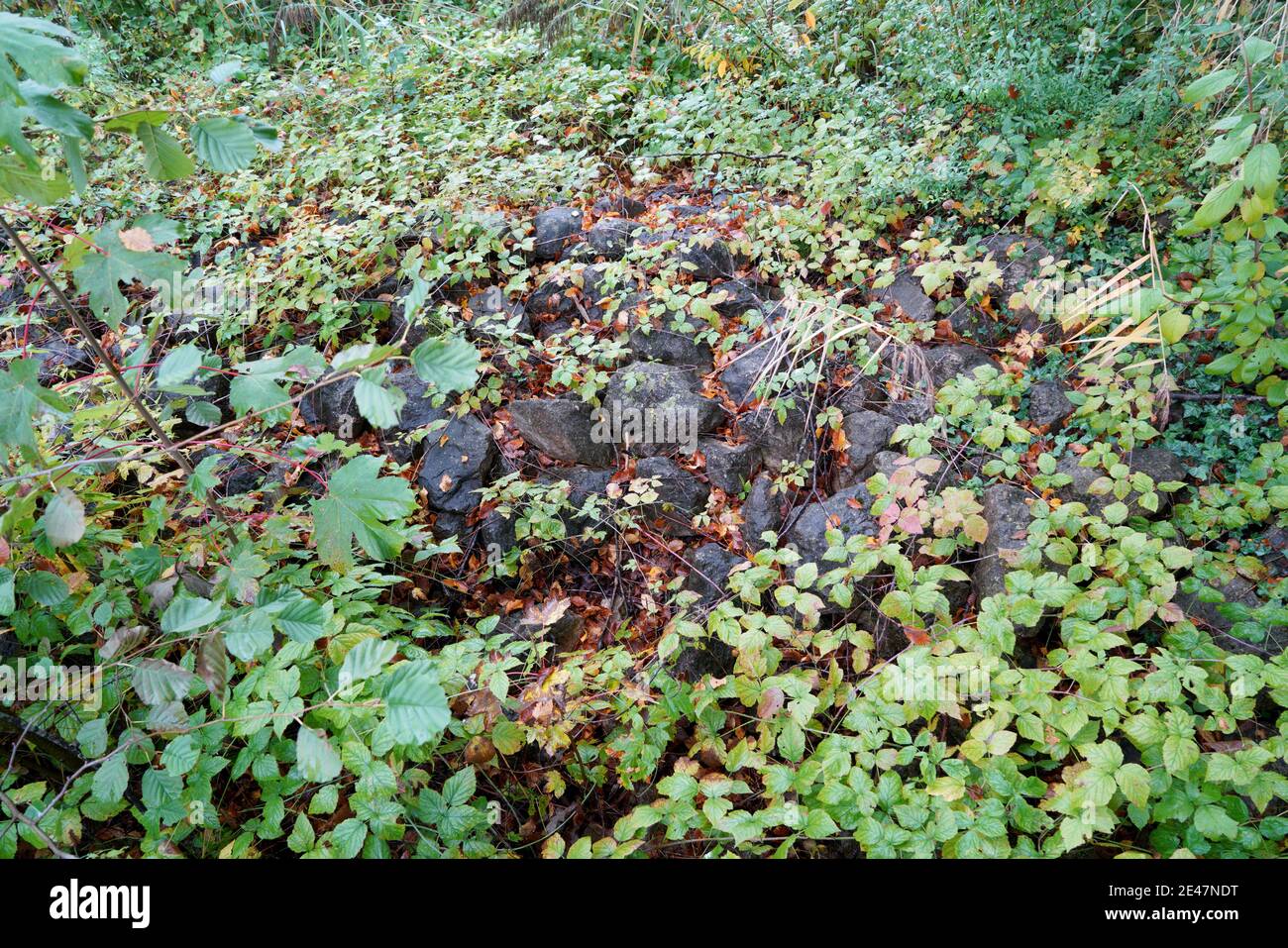 Vines crawl hi-res stock photography and images - Alamy