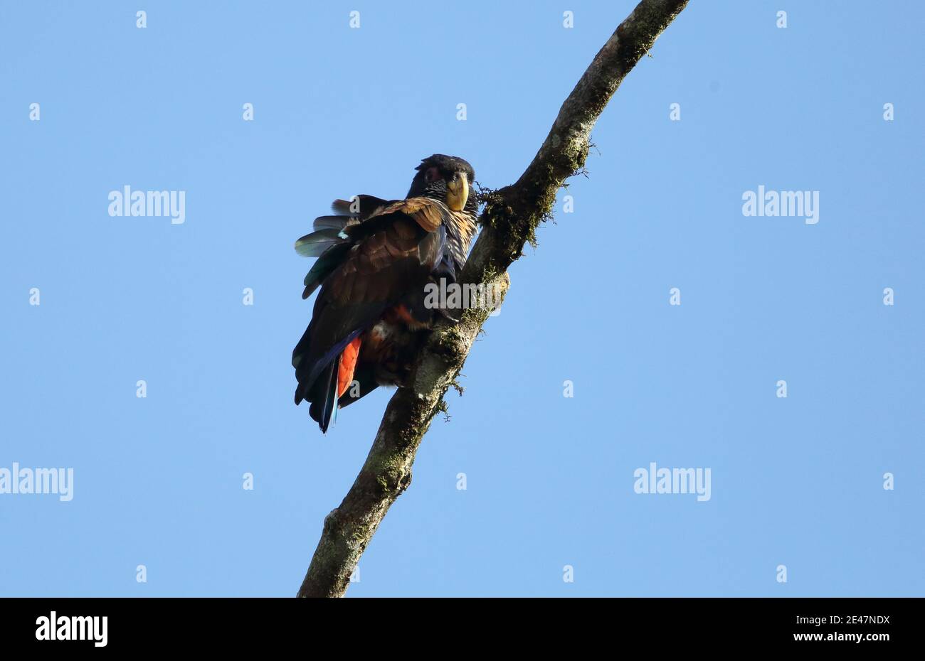 Bronze-winged parrot (Pionus chalcopterus) in Equador Stock Photo - Alamy