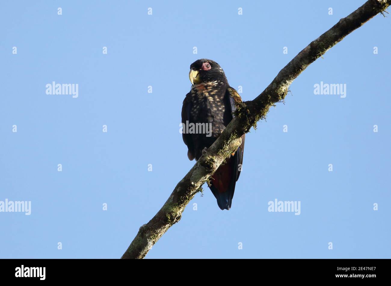Bronze-winged parrot (Pionus chalcopterus) in Equador Stock Photo - Alamy