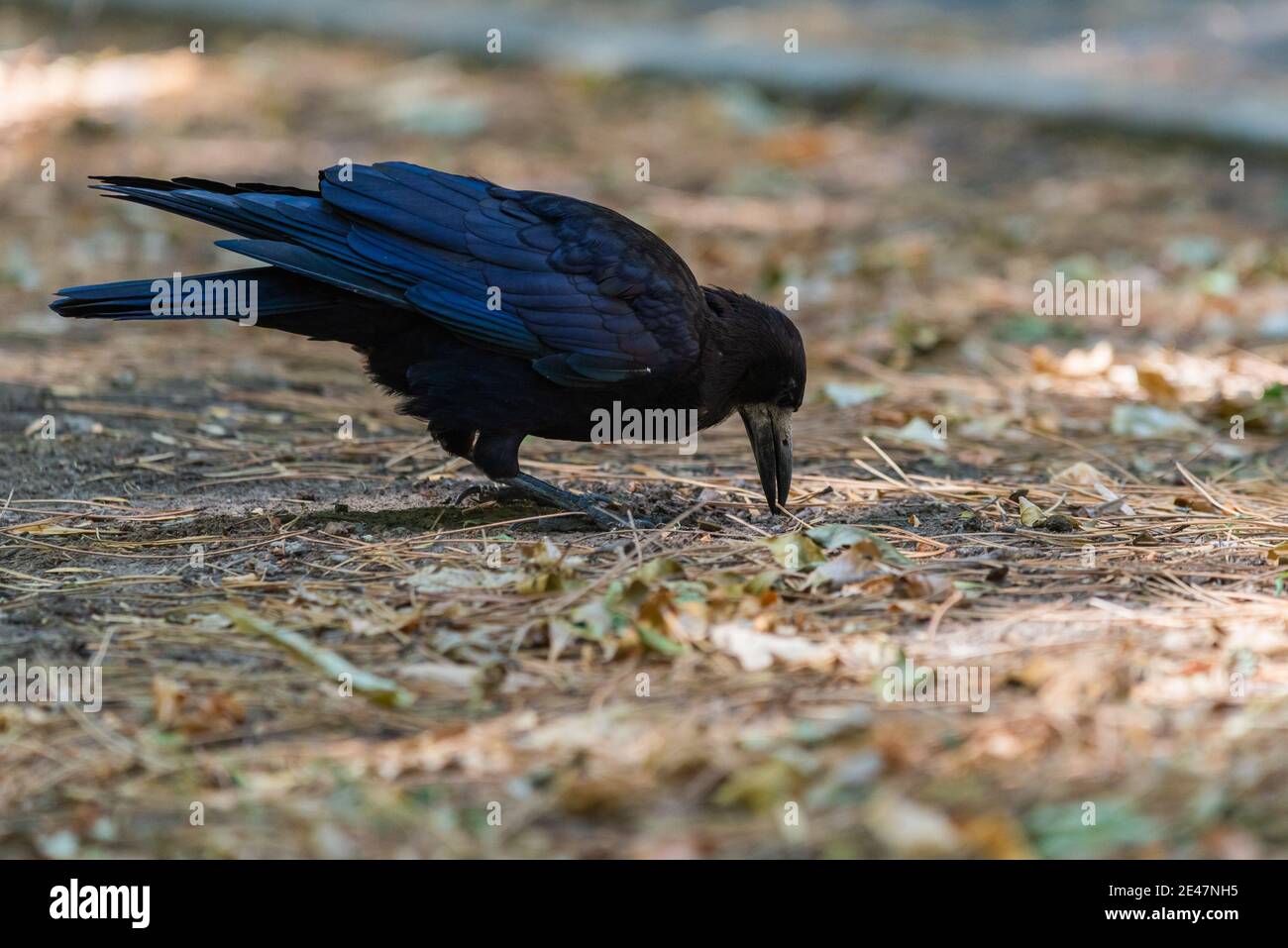 Rook bird or Corvus frugilegus on a ground Stock Photo - Alamy