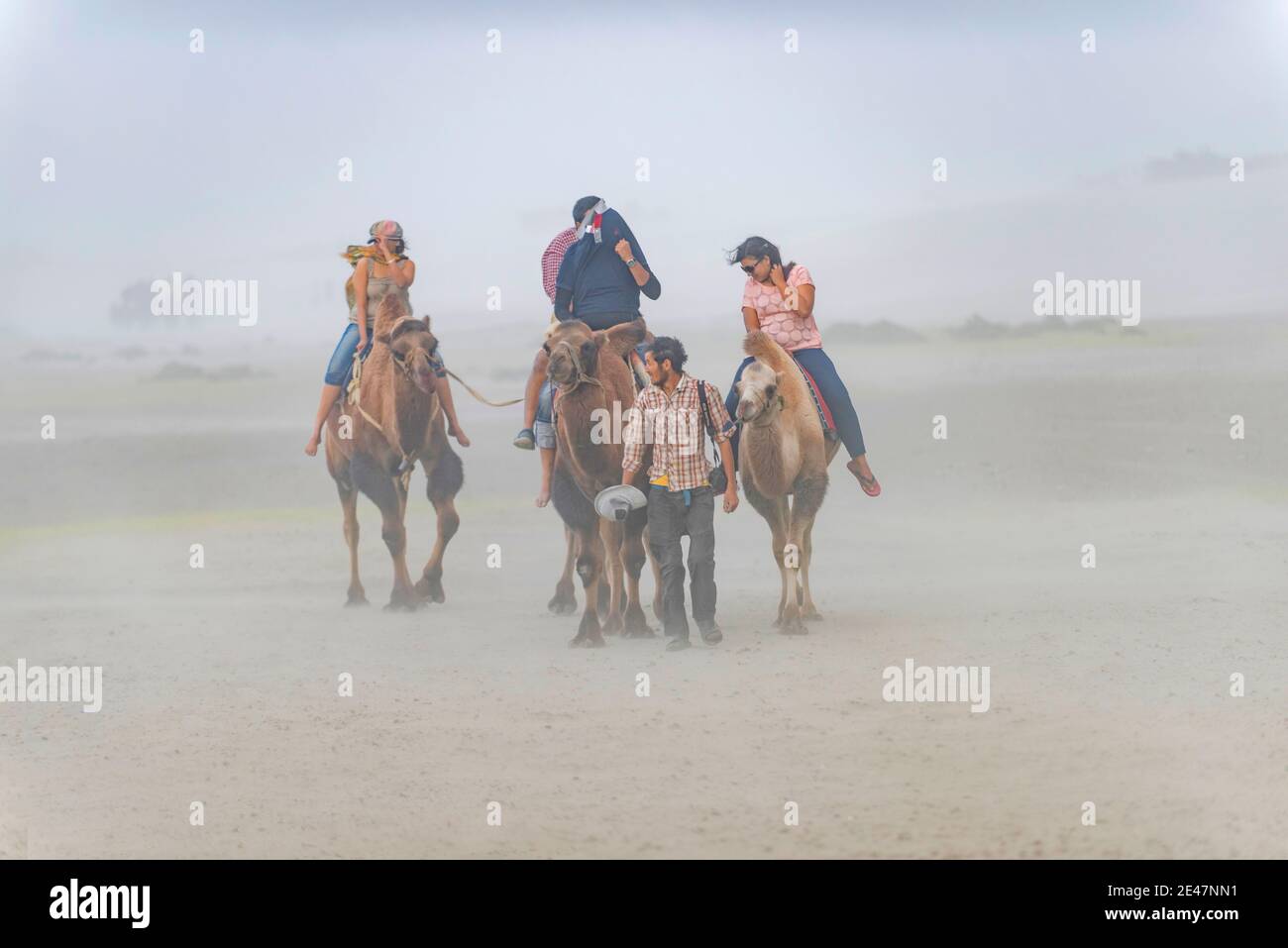 Bacterian camels hi-res stock photography and images - Alamy