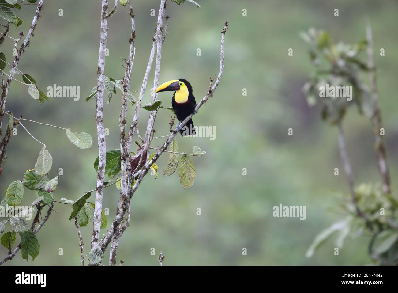 Chestnut-mandibled toucan or Swainson's toucan (Ramphastos ambiguus ...