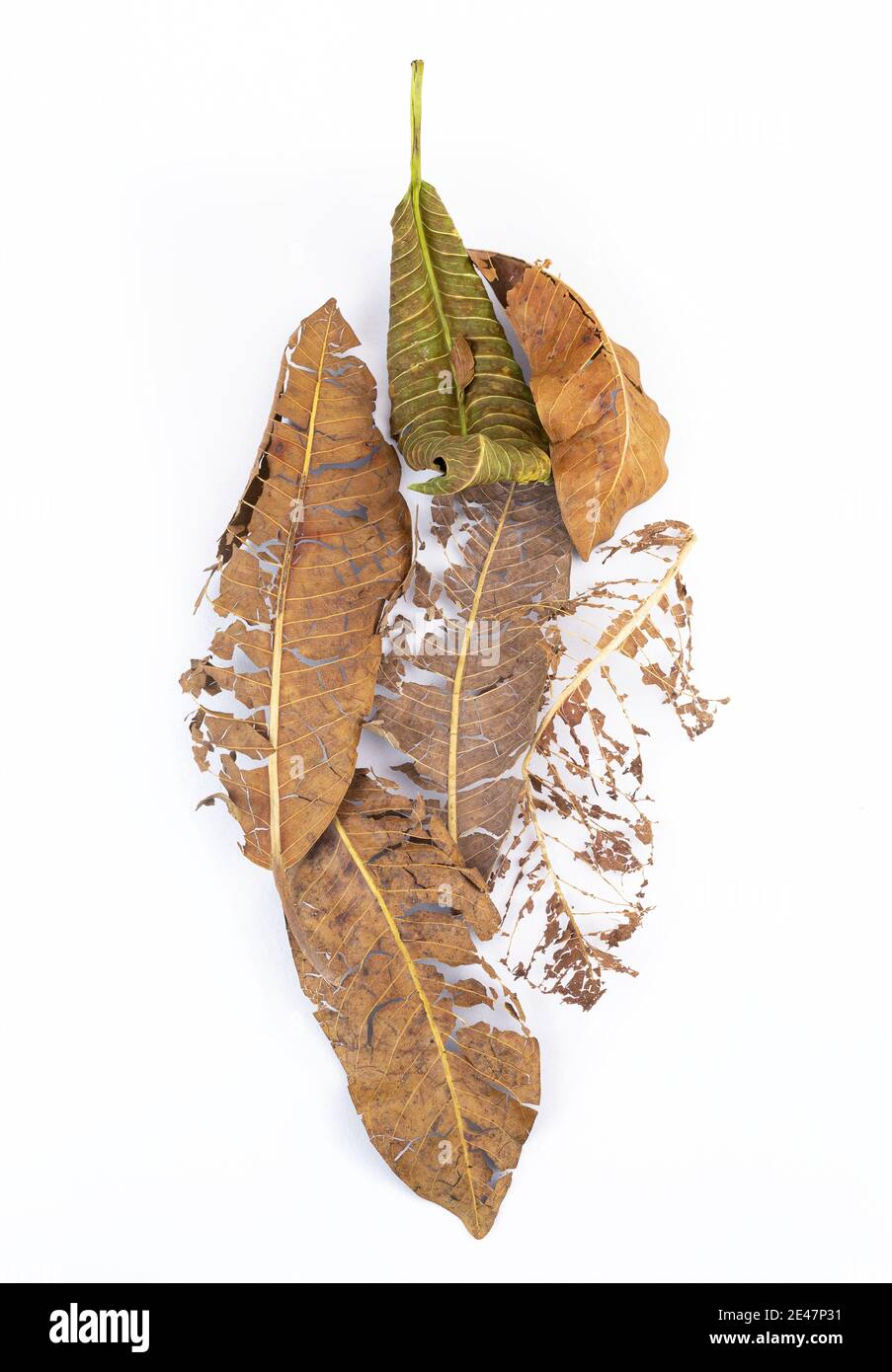 Dry leaves isolated on a white background. Large leaf made by smaller ...