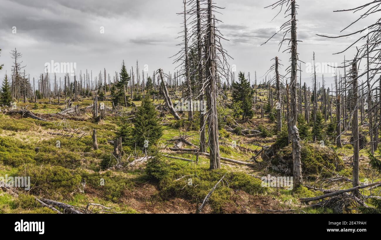 Cutting down tree rainforest hi-res stock photography and images - Alamy