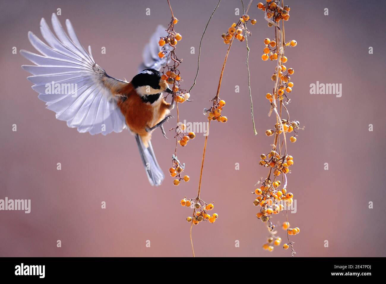 Beauty of the bird on tree flying away from tree Stock Photo - Alamy