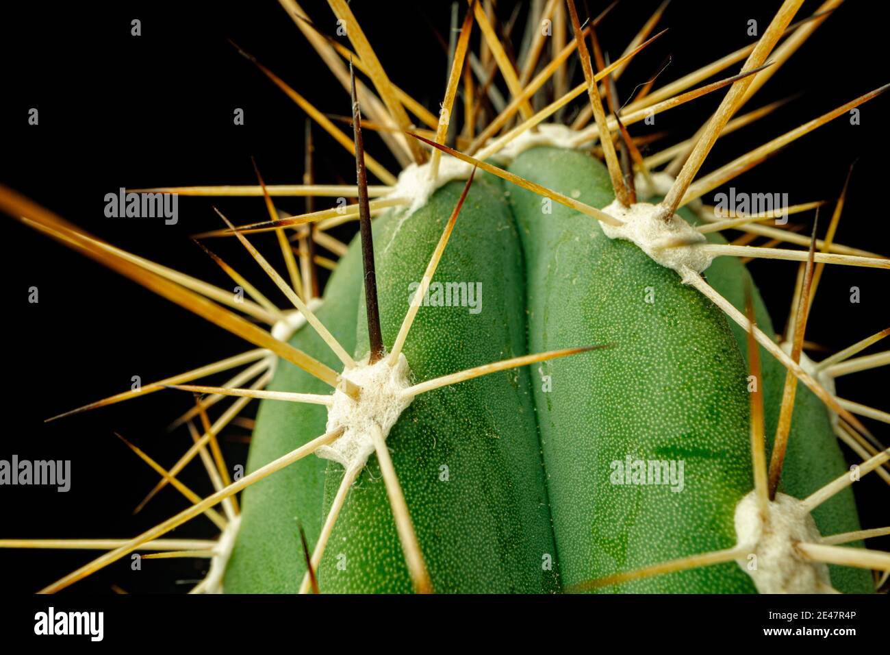 Macro photo of green cactus with spines Stock Photo - Alamy