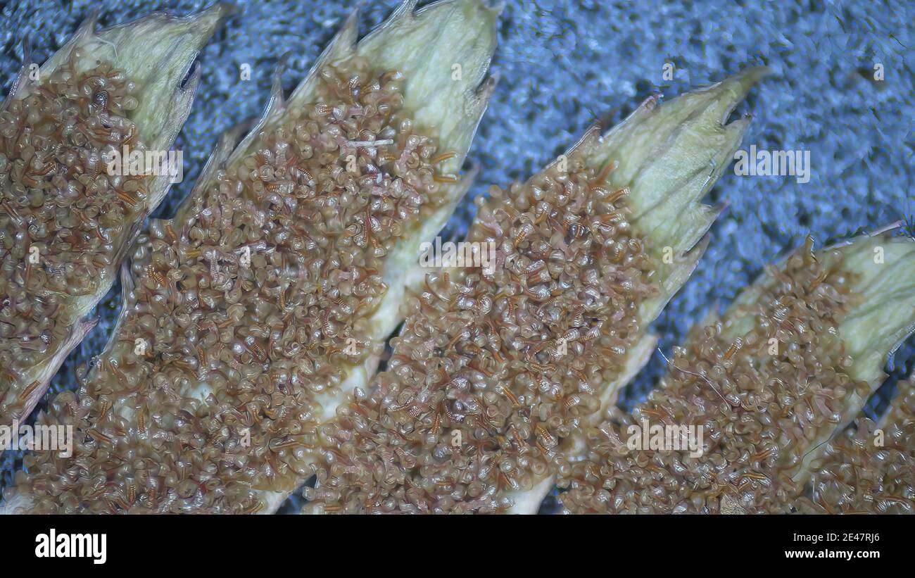 Microscope image of fern spores on the underside of a leaf Stock Photo ...