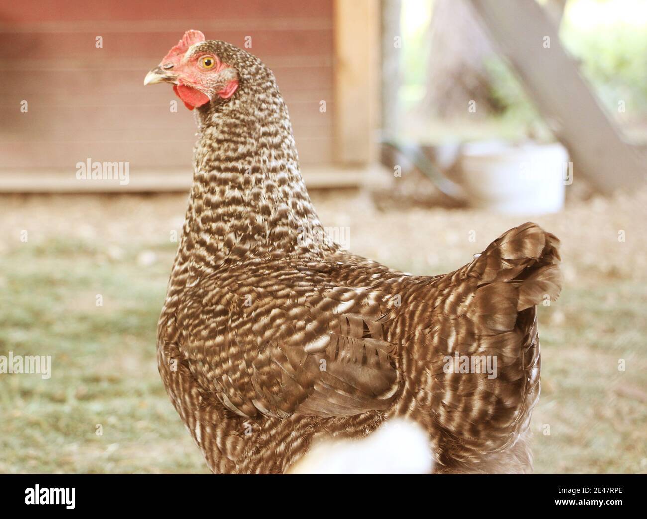 speckled hen on farm yard. Natural farming concept Stock Photo - Alamy