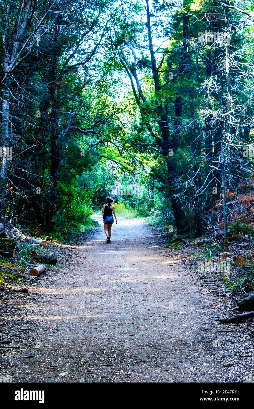 Vertical shot of a female walking in a forest path with tall trees on ...