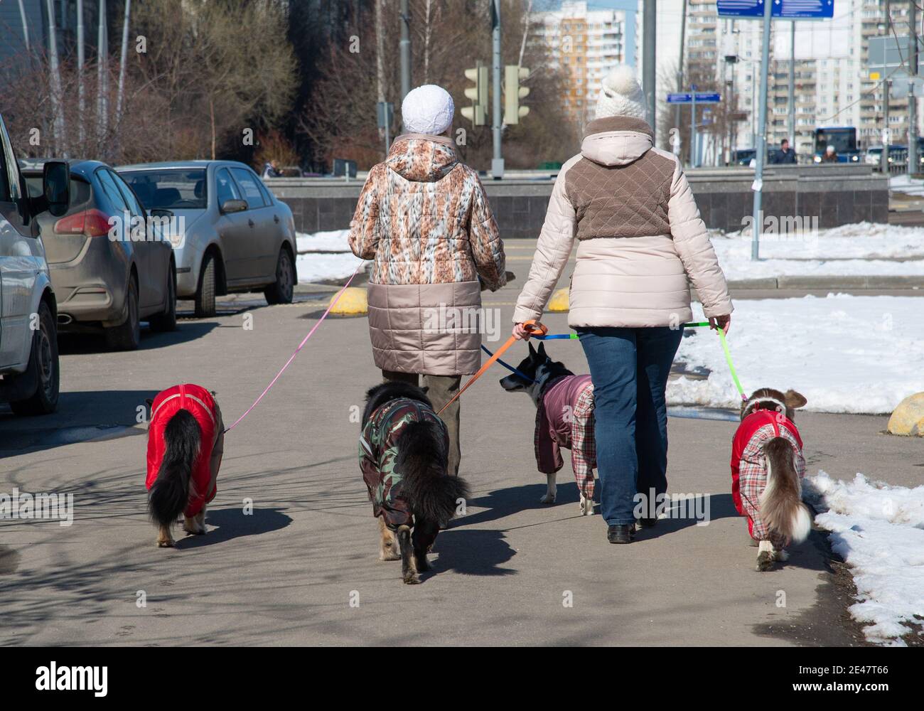 Two women lead four dogs around city on leashes Stock Photo - Alamy