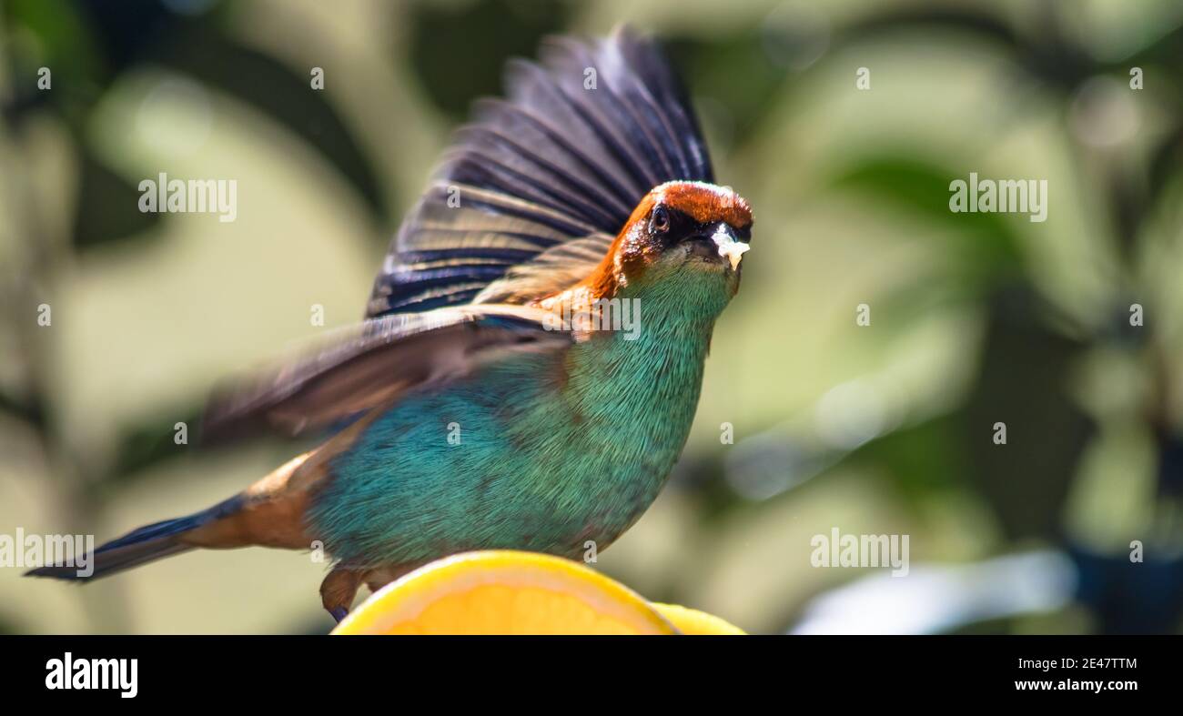 Chestnut backed tanager hi-res stock photography and images - Alamy