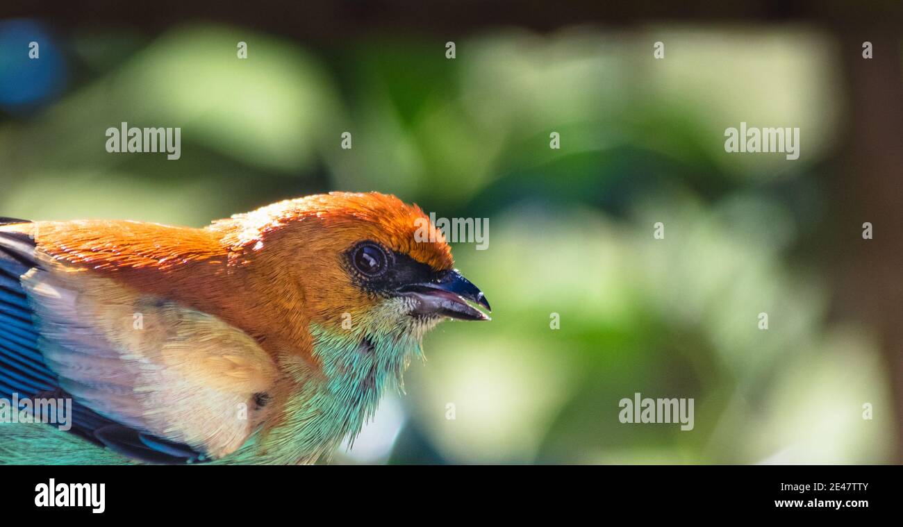 Chestnut backed tanager hi-res stock photography and images - Alamy