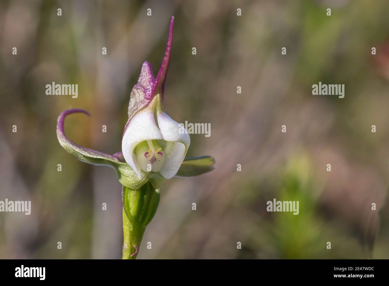 Disperis hi-res stock photography and images - Alamy
