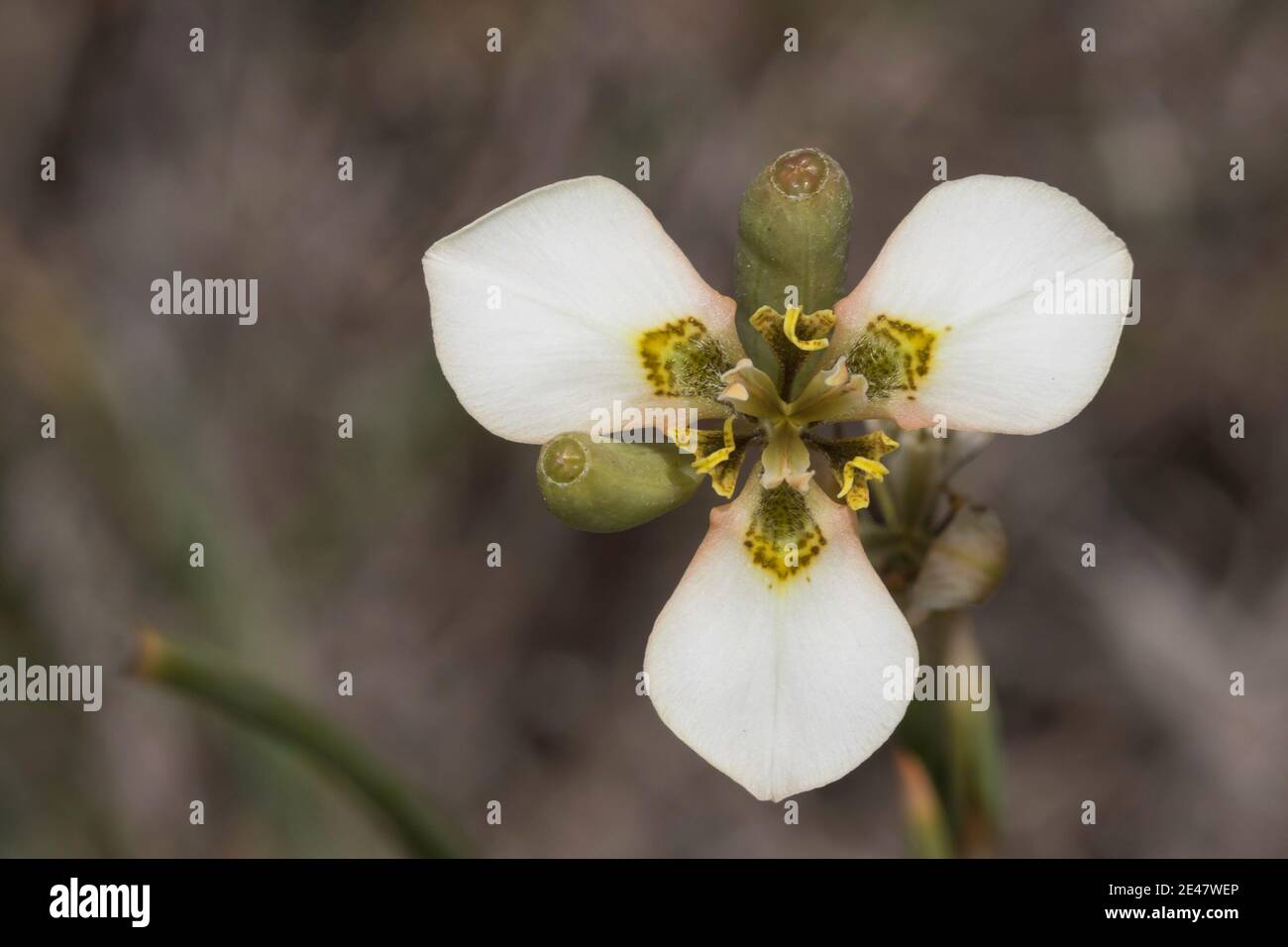 Morea hi-res stock photography and images - Alamy