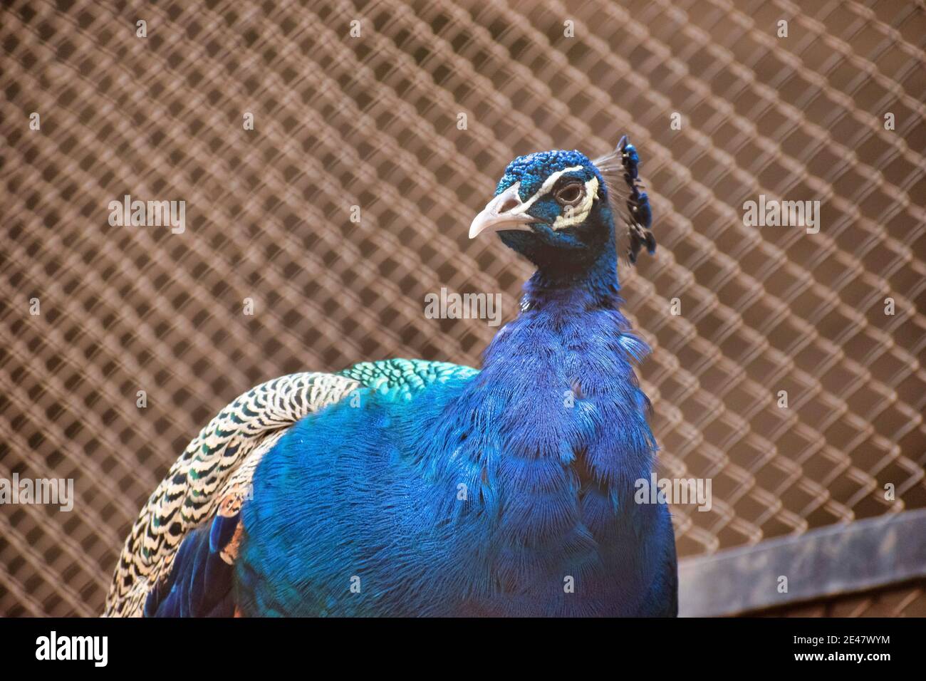 The Indian peafowl, also known as the common peafowl, and blue peafowl ...
