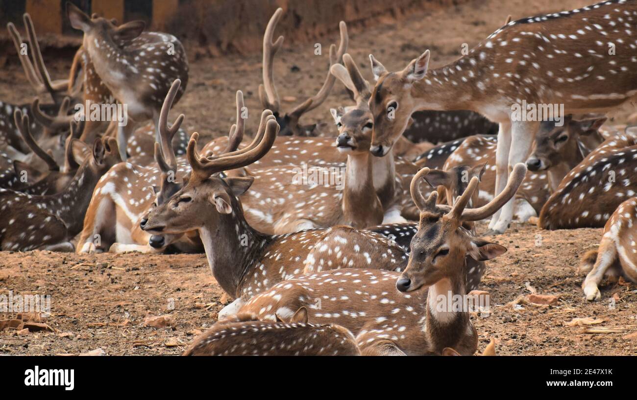 The chital (Axis axis), also known as spotted deer, chital deer, and ...