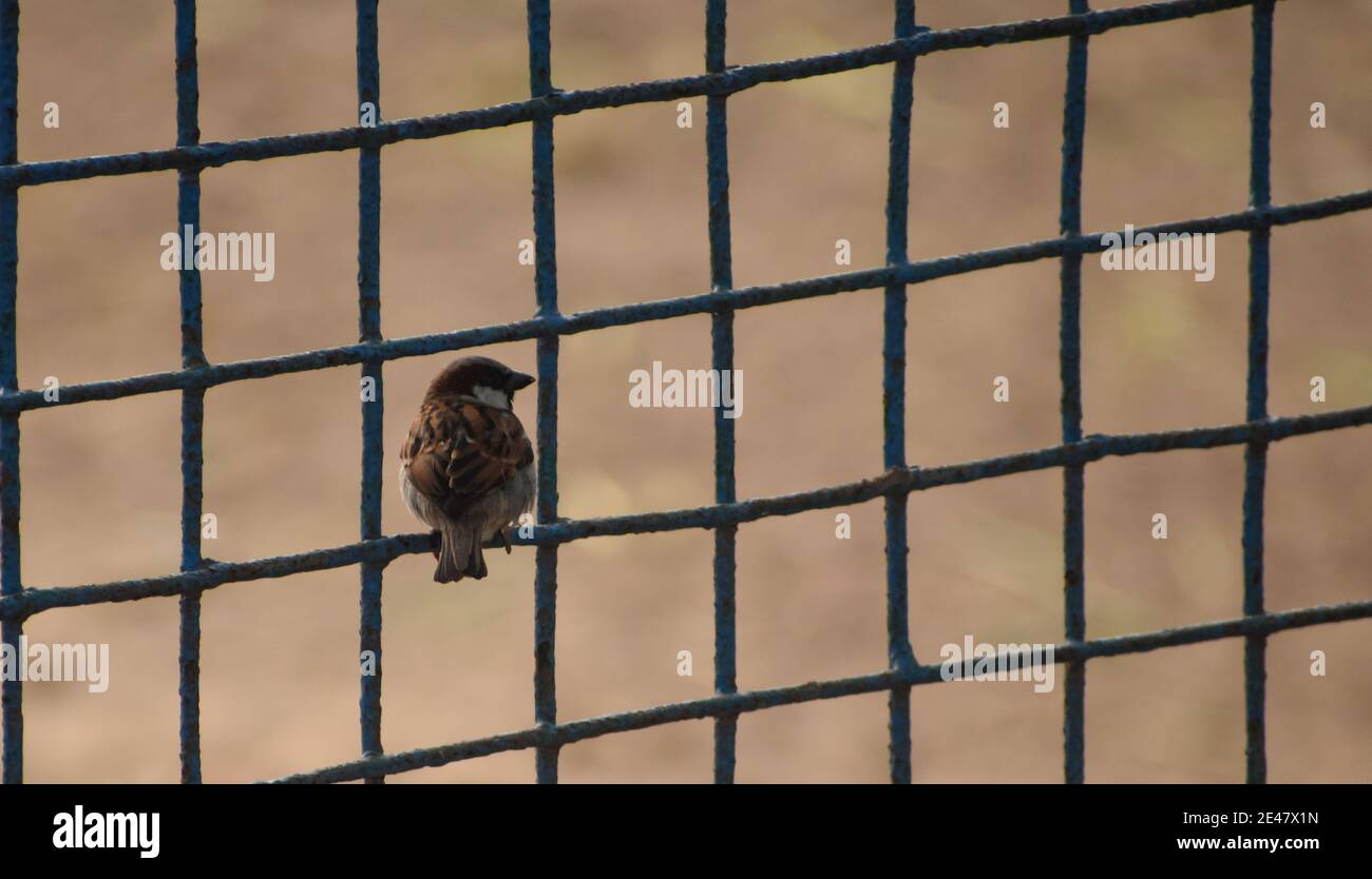 The Eurasian tree sparrow (Passer montanus) is a passerine bird in the ...