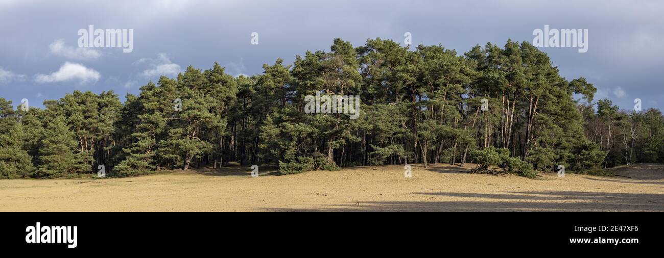 Dutch national park de Veluwe with sand plains Stock Photo - Alamy