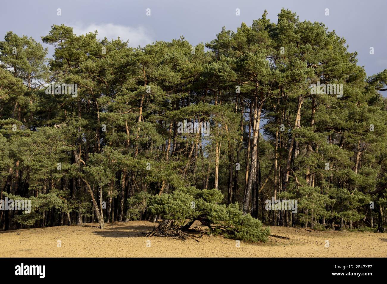 Dutch national park de Veluwe with sand plains Stock Photo - Alamy
