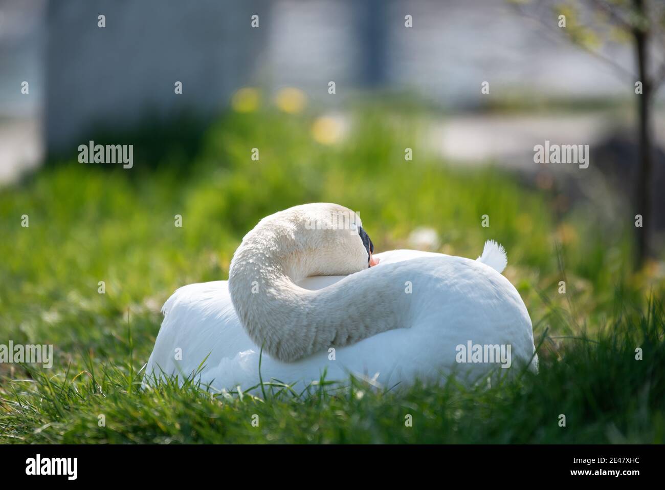 Resting swan swans sleeping hi-res stock photography and images - Alamy