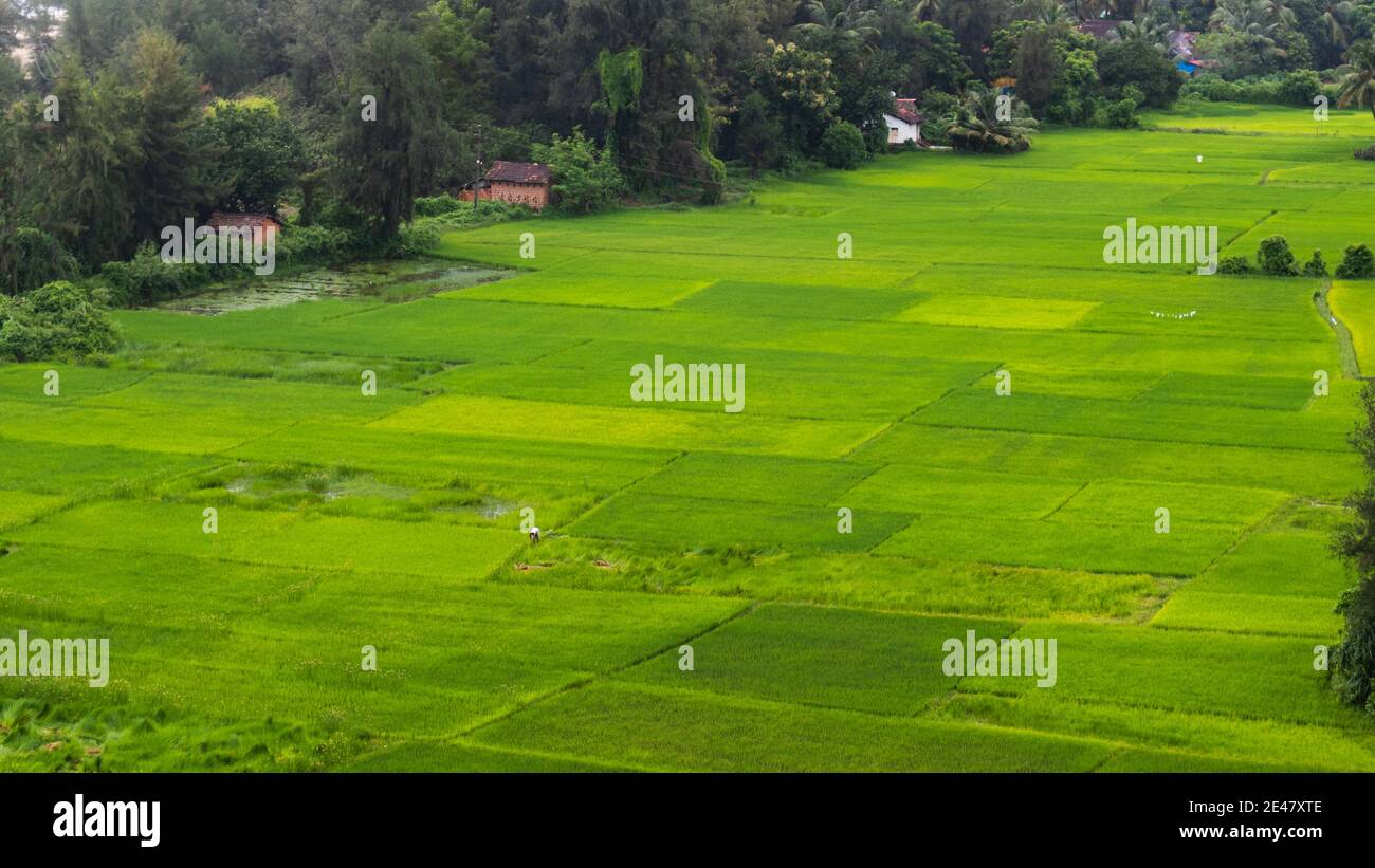Indian agricultural land farming in Indian village side Stock Photo - Alamy
