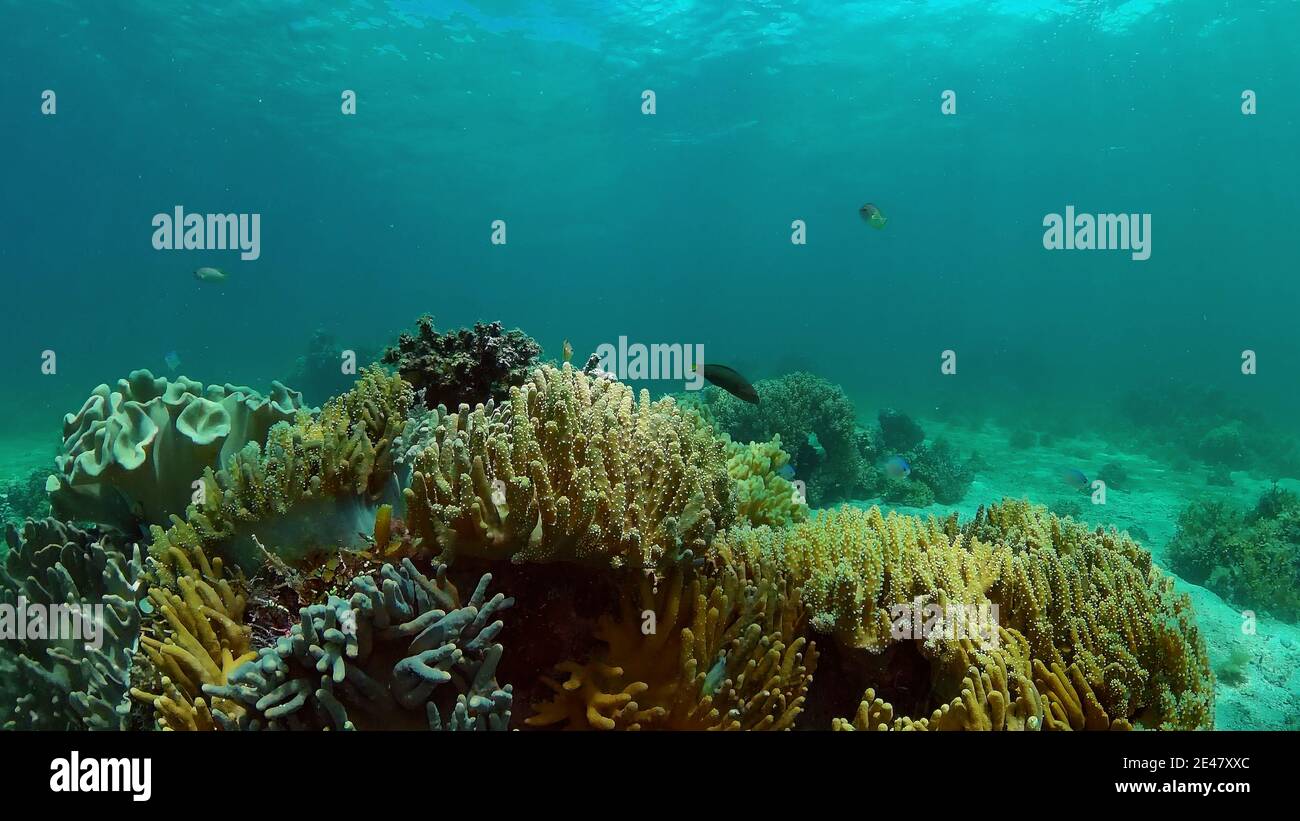 Underwater fish garden reef. Reef coral scene. Coral garden seascape ...