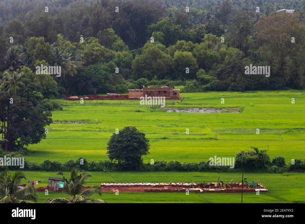 Indian agricultural land farming in Indian village side Stock Photo - Alamy