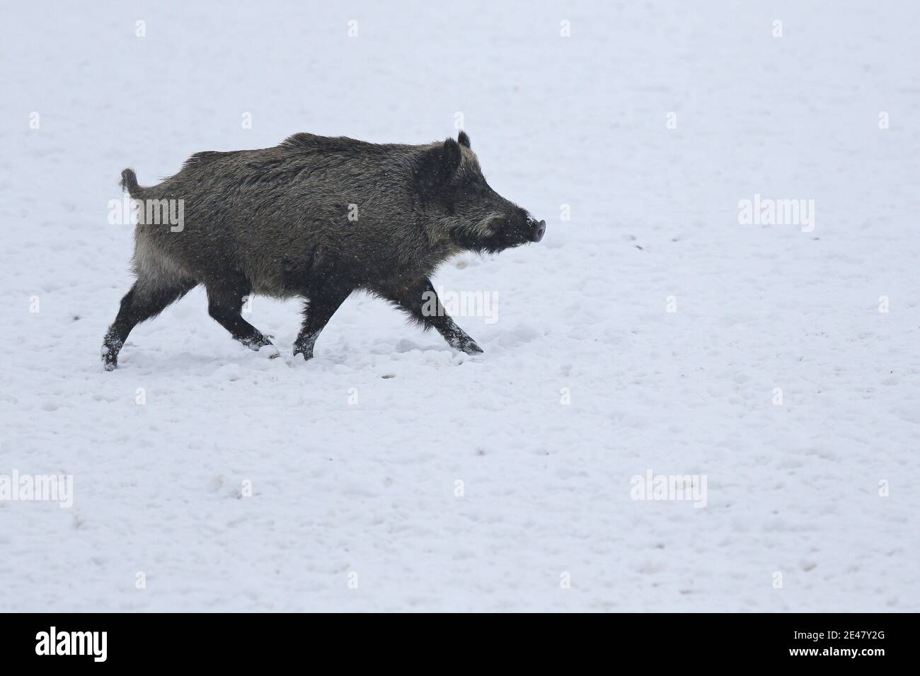 Wild Boar Attack High Resolution Stock Photography and Images - Alamy