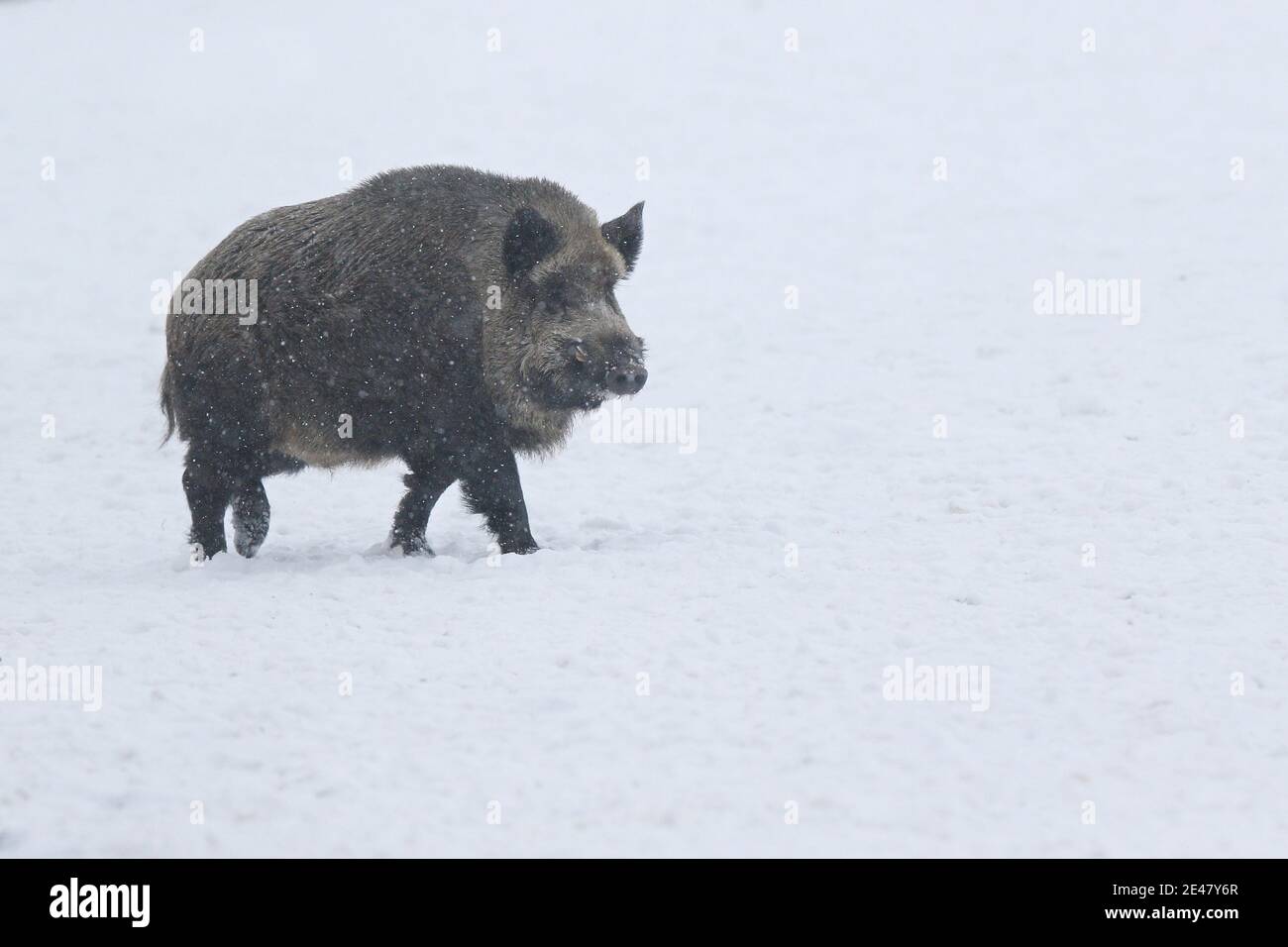 Boar white background hi-res stock photography and images - Alamy
