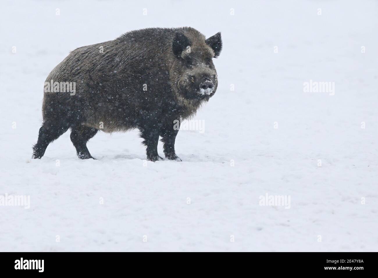 Wild Boar Attack High Resolution Stock Photography and Images - Alamy